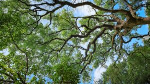 How to Identify Oak Wood - Tree To Timber
