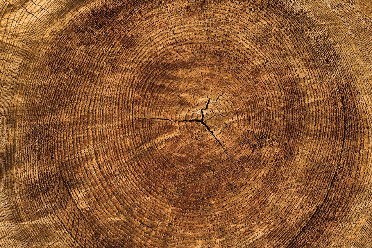 Hardwood Species and Their Uses - Tree To Timber