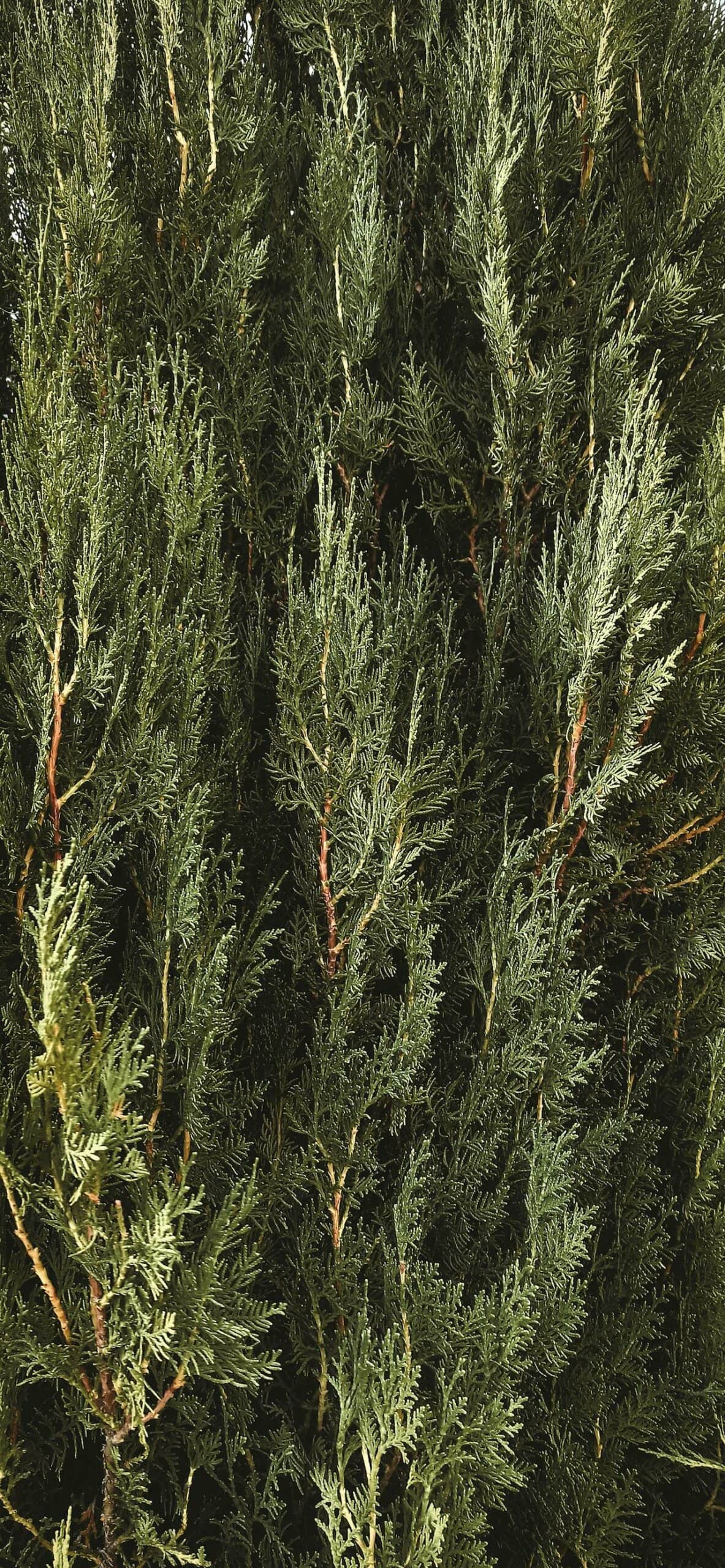 What Cedar Grades Are Best For Your Project? - Tree To Timber