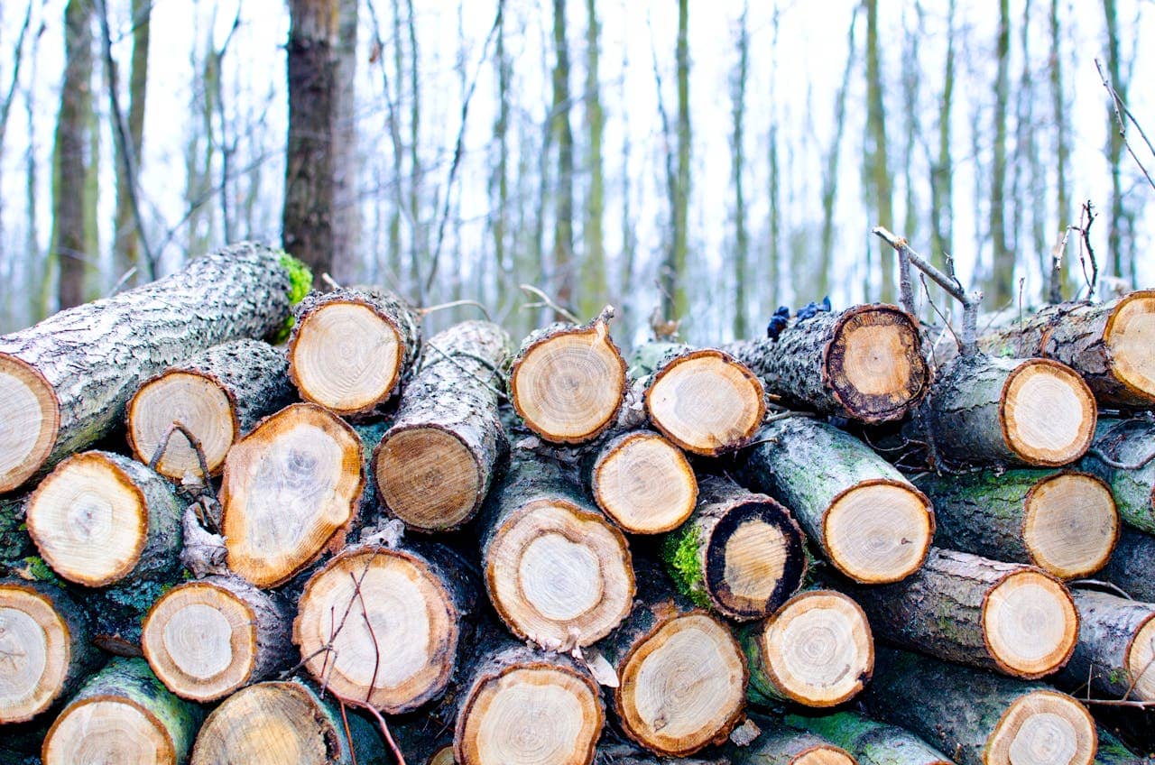The Full Life Cycle of Timber By-Products - Tree To Timber